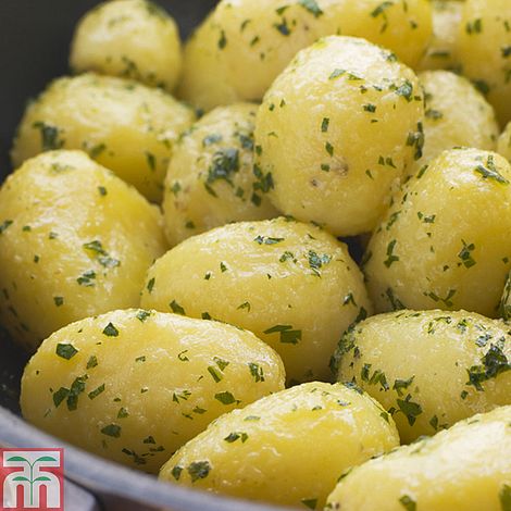 Epicure Potatoes | Mindpool blog