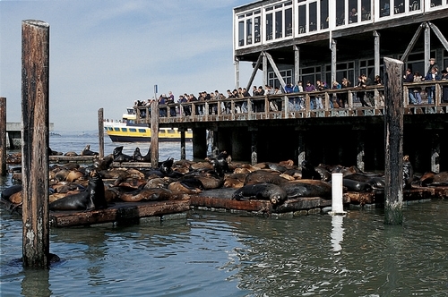 Pier 39 | Public Markets