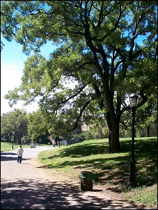 Fort Greene Park | Parks