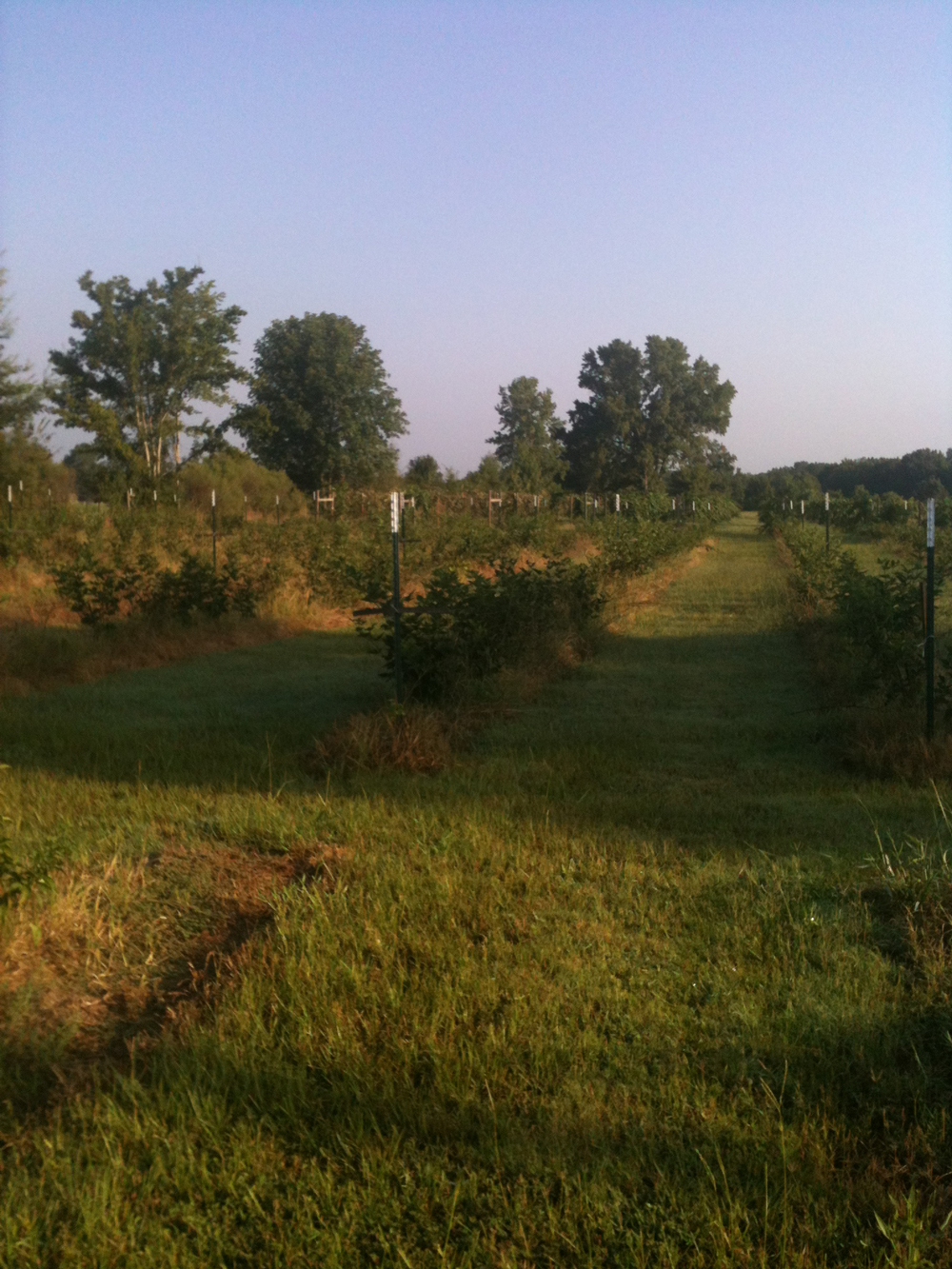 Lenox Acres