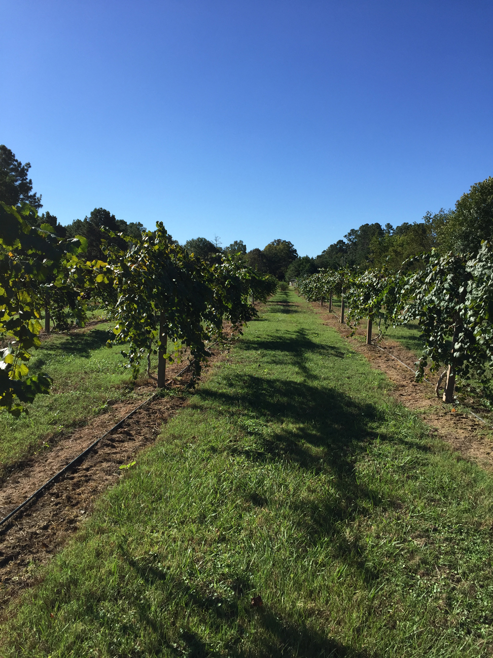 Lenox Acres