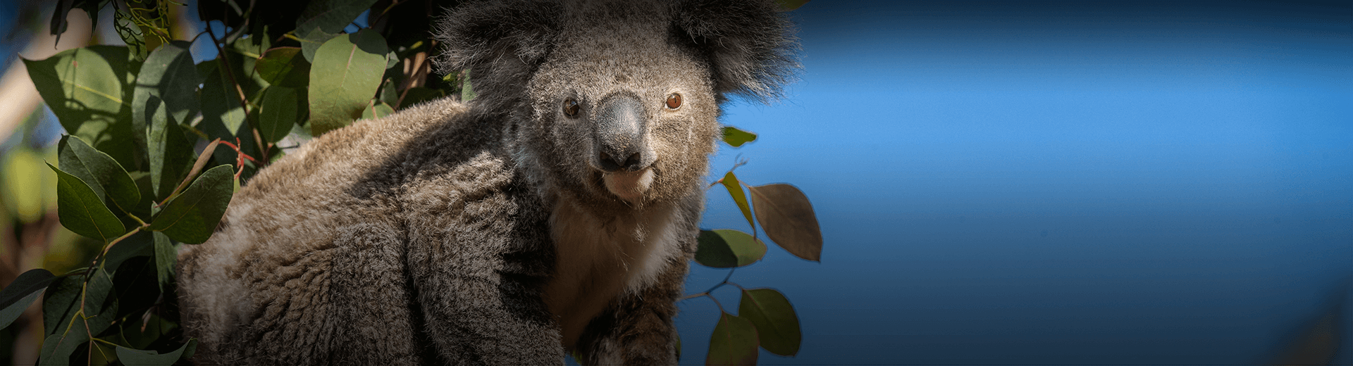 Explore Museum Sandbox Activities - Live Animal Cams from the San Diego Zoo