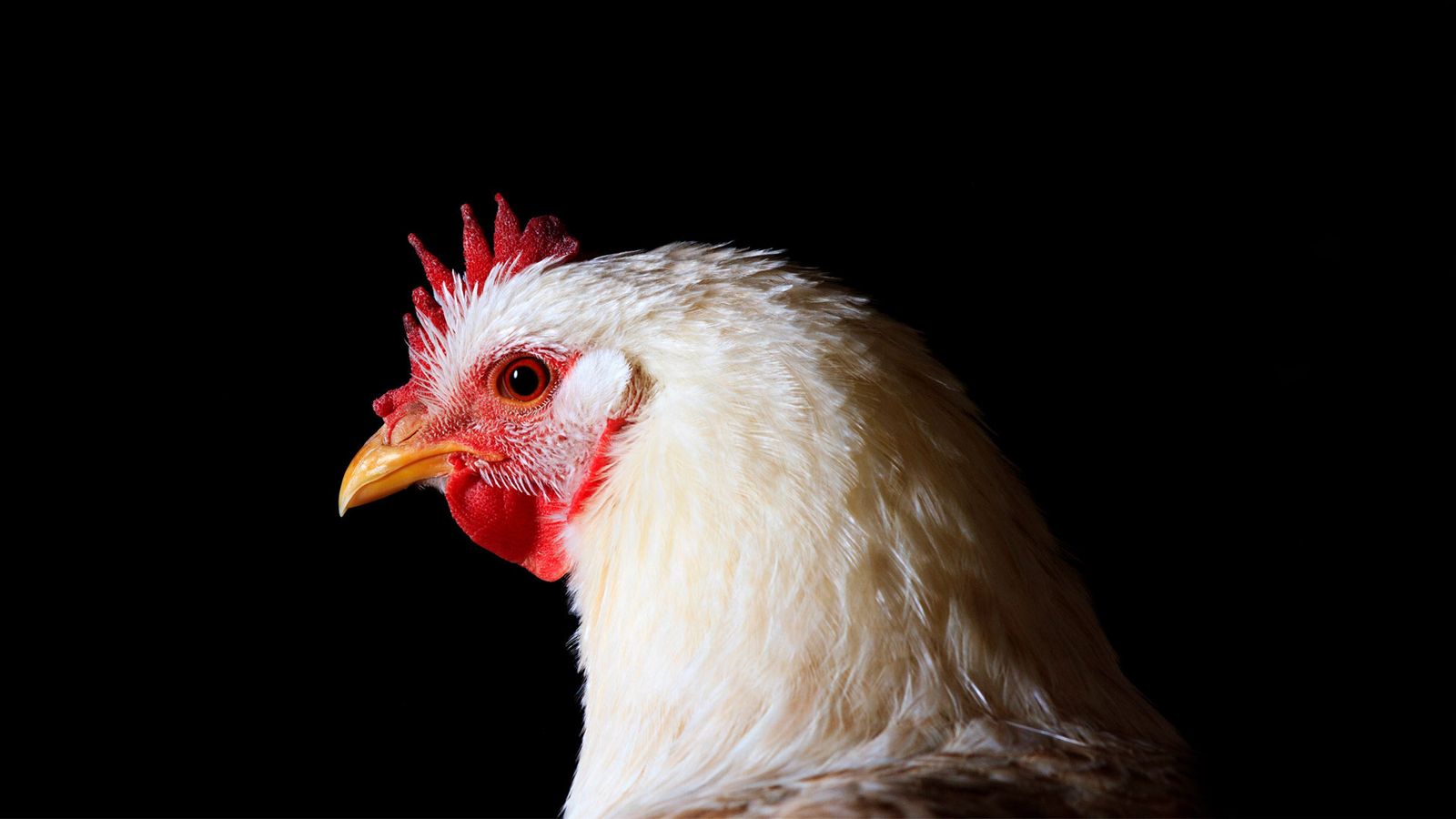 SUNBIRD® Poultry Lighting