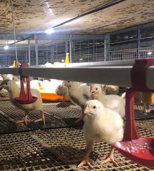 SUNBIRD® Poultry Lighting
