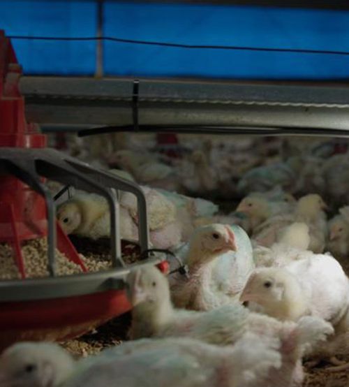 SUNBIRD® Poultry Lighting