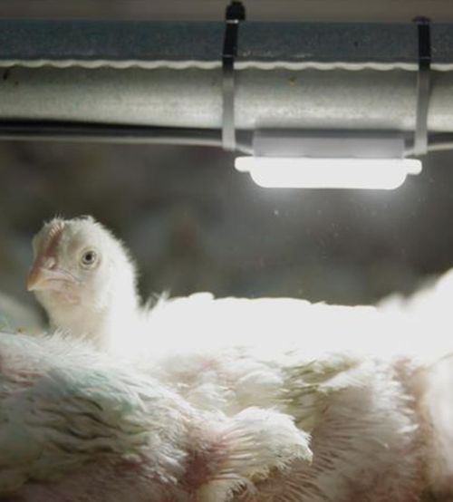 SUNBIRD® Poultry Lighting