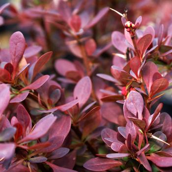 Ruby Carousel® Barberry - 1 gal