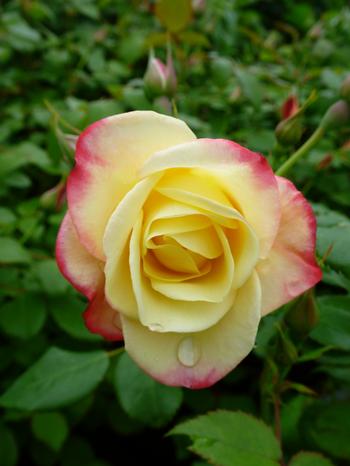 Campfire Rose - 1 gal