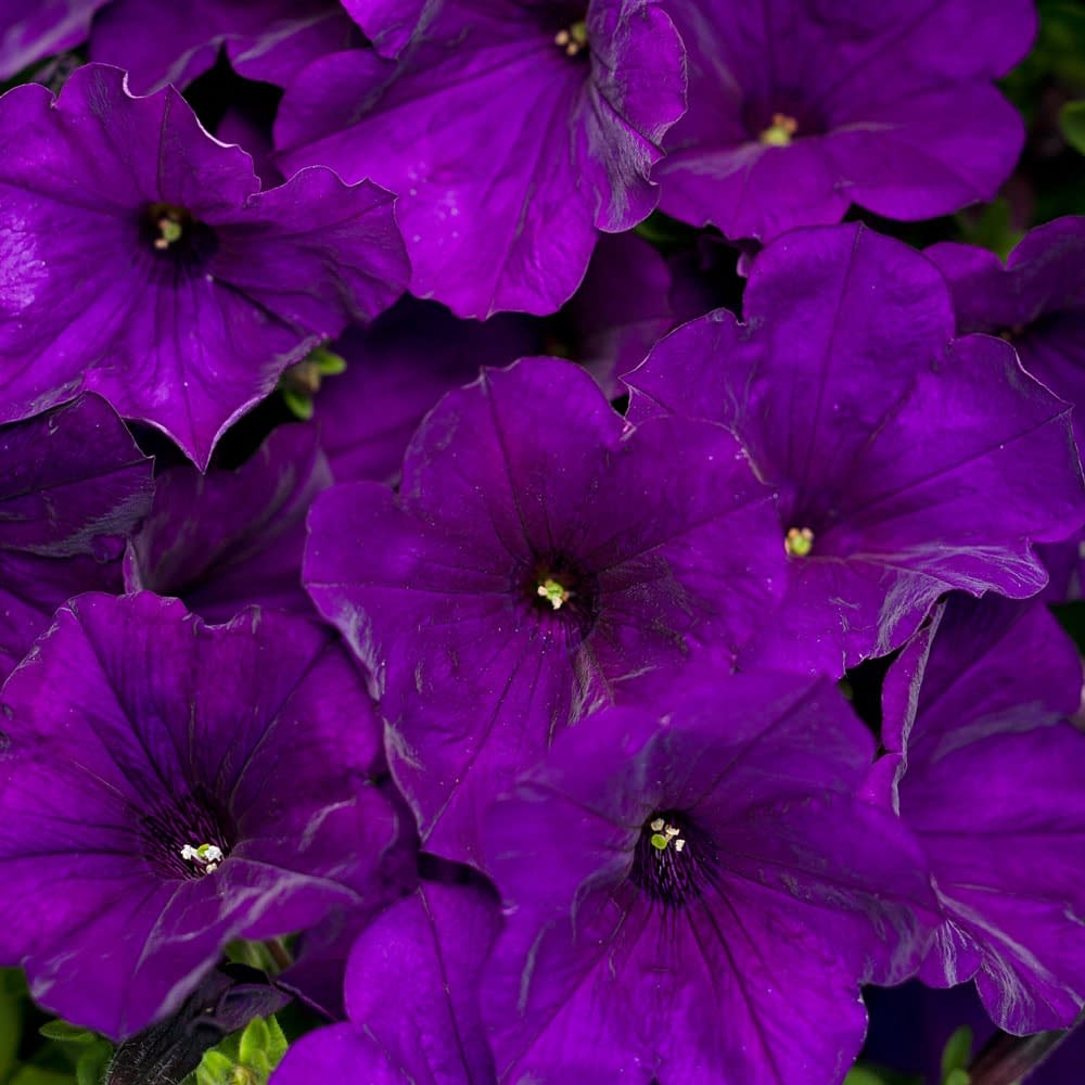 Supertunia Royal Velvet Petunia - 11cm