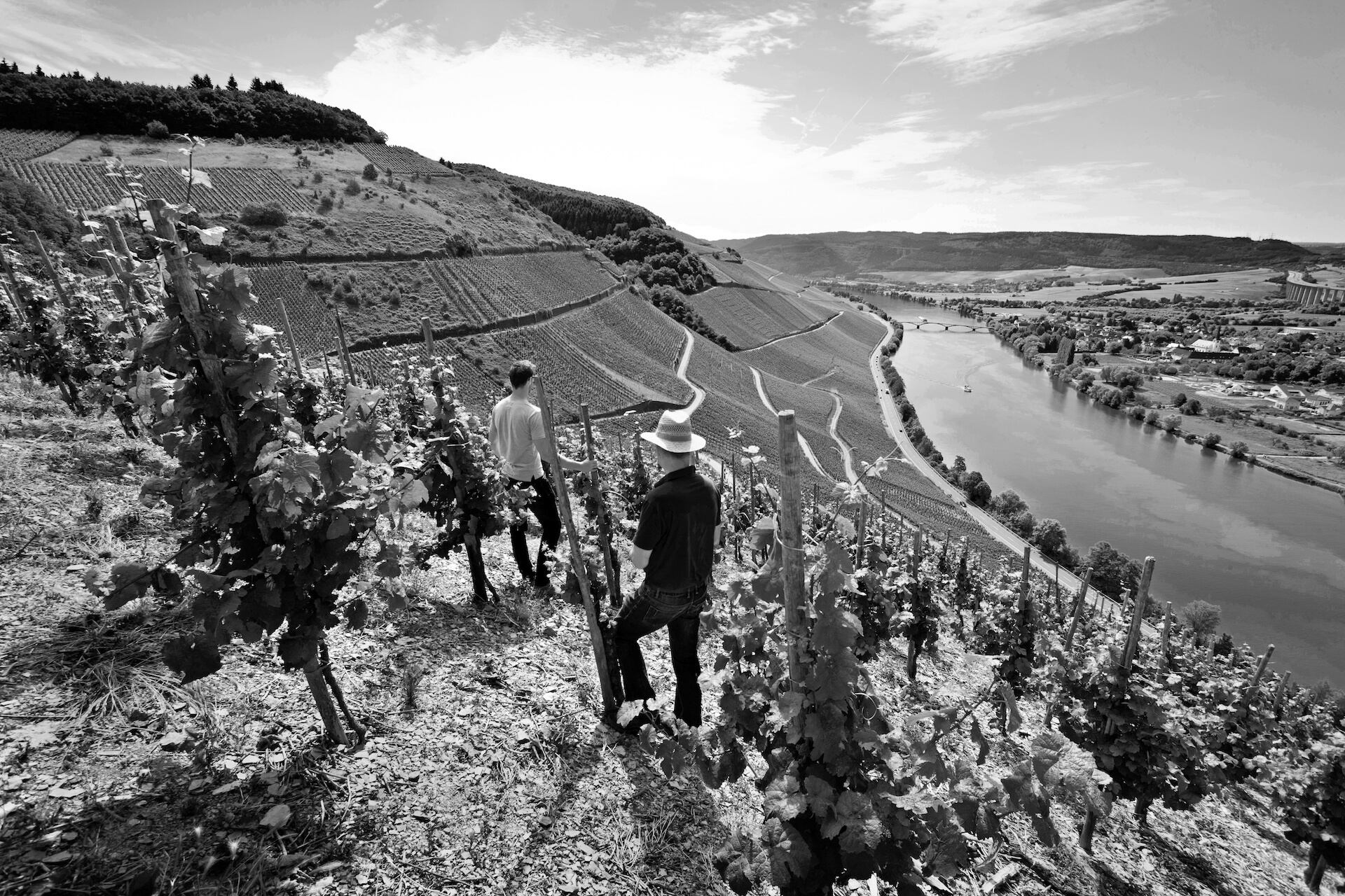 Weingut Carl Loewen | Oslo Wine Agency
