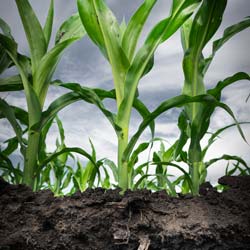 Maximize Your Corn Yields | CarbonWorks Agronomy