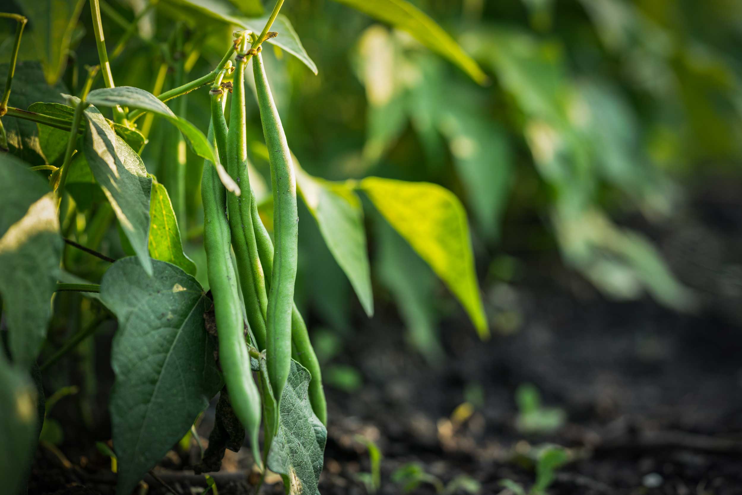 Maximize Green Bean Uniformity & Yields | CarbonWorks Agronomy