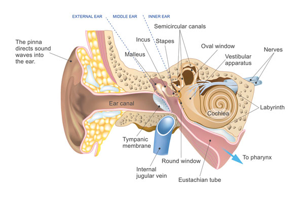 How Does Hearing Work? The Process of Hearing Explained | Black Ghost Audio