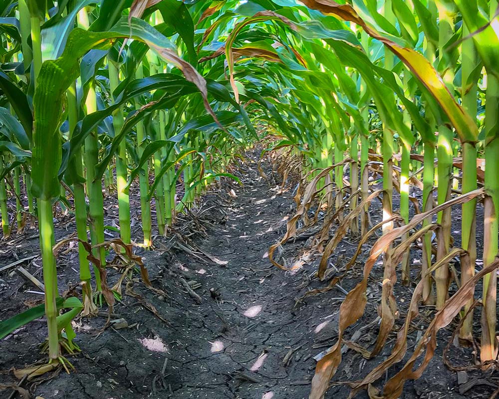 Maximize Your Corn Yields | CarbonWorks Agronomy
