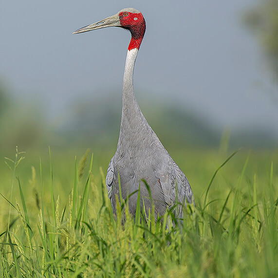 Raptor Rehabilitation - WVI Projects
