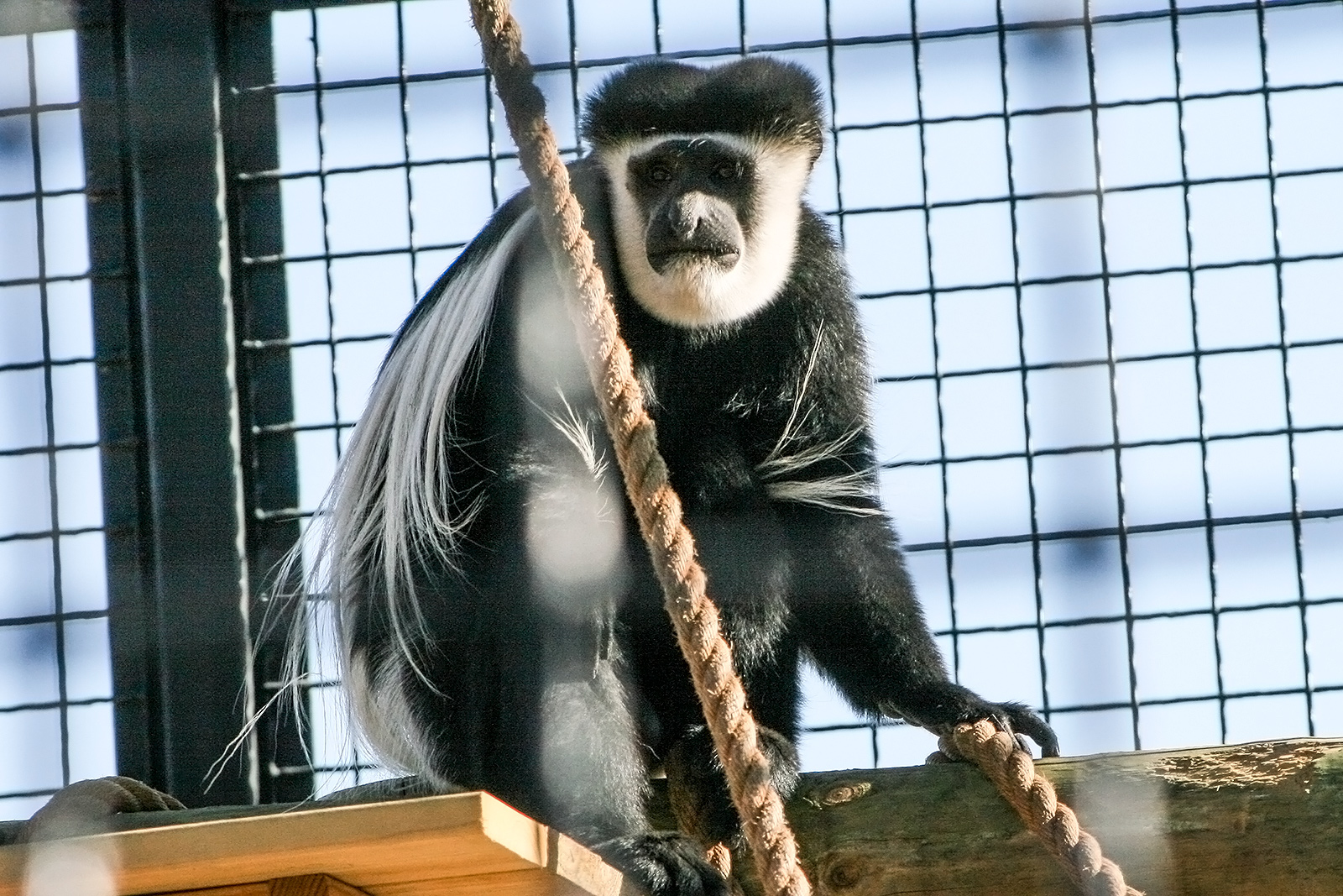 Black-and-White Colobus