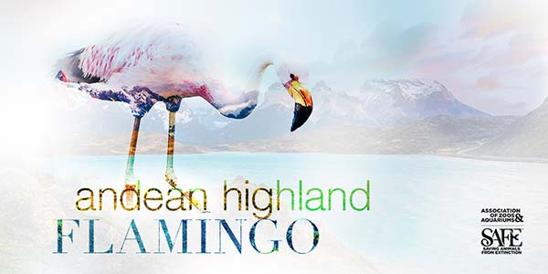 April 2024 Conservation Corner Flamingos