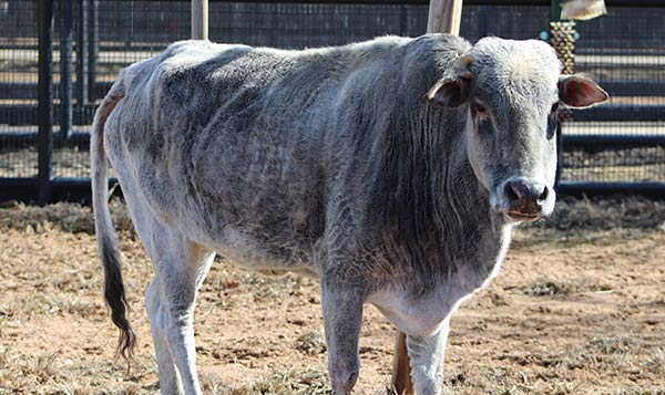 April 2024 Animal News