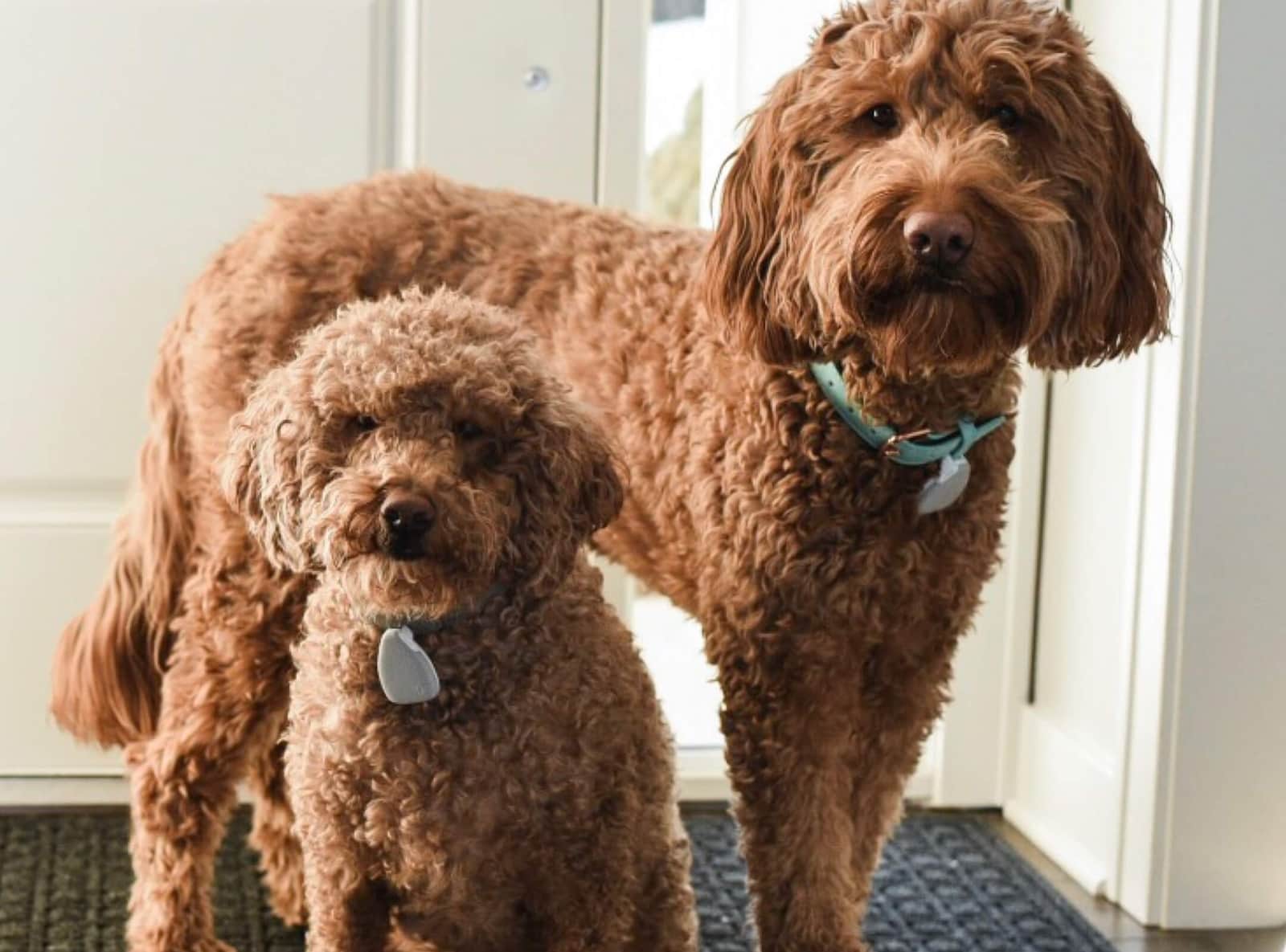 Jiobit Smart Tag | Buy Jiobit GPS Tracker | Jiobit