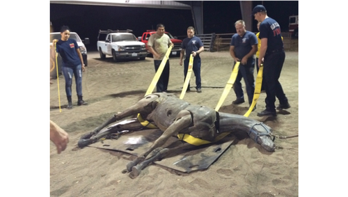 Technical Large Animal Rescue | MANEUVER: Drag, Lift, Roll