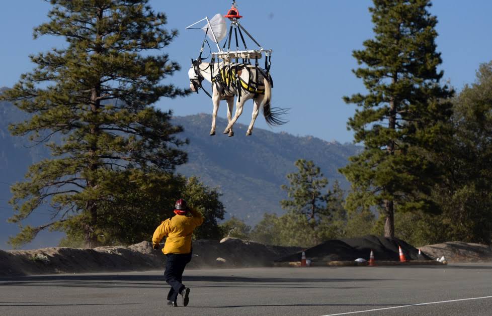 Technical Large Animal Rescue | Commercial Lifts & Slings - Anderson Sling