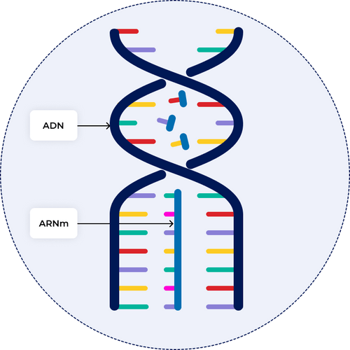 L'ARNm 101 | Centre de Connaissances | CANImmunize