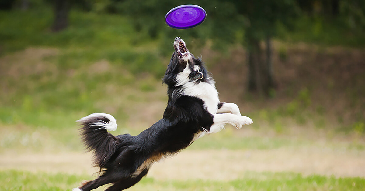 Custom Recipes | Ultra-High Protein Ingredients for Normal Dogs