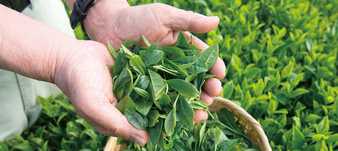 NAOMI : Tea Tasting by Mélina Da Rocha
