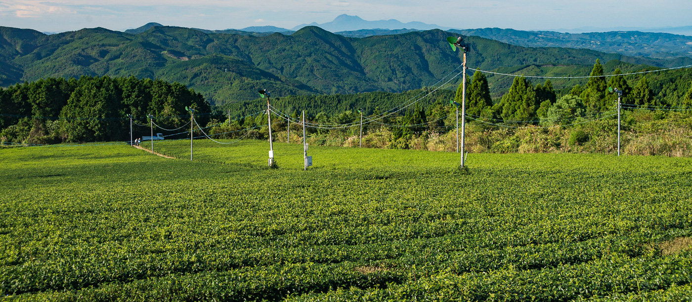 HARU : Tea Tasting by Mélina Da Rocha