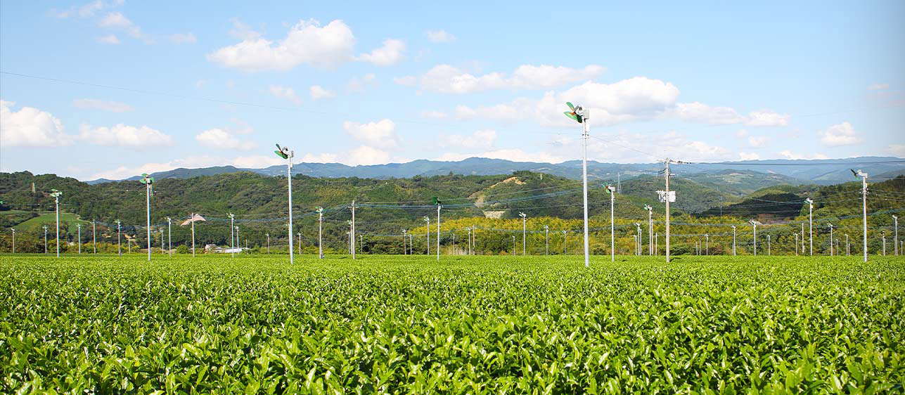 YOHEI Gyokuro: Tea Tasting by Alex Ahearn