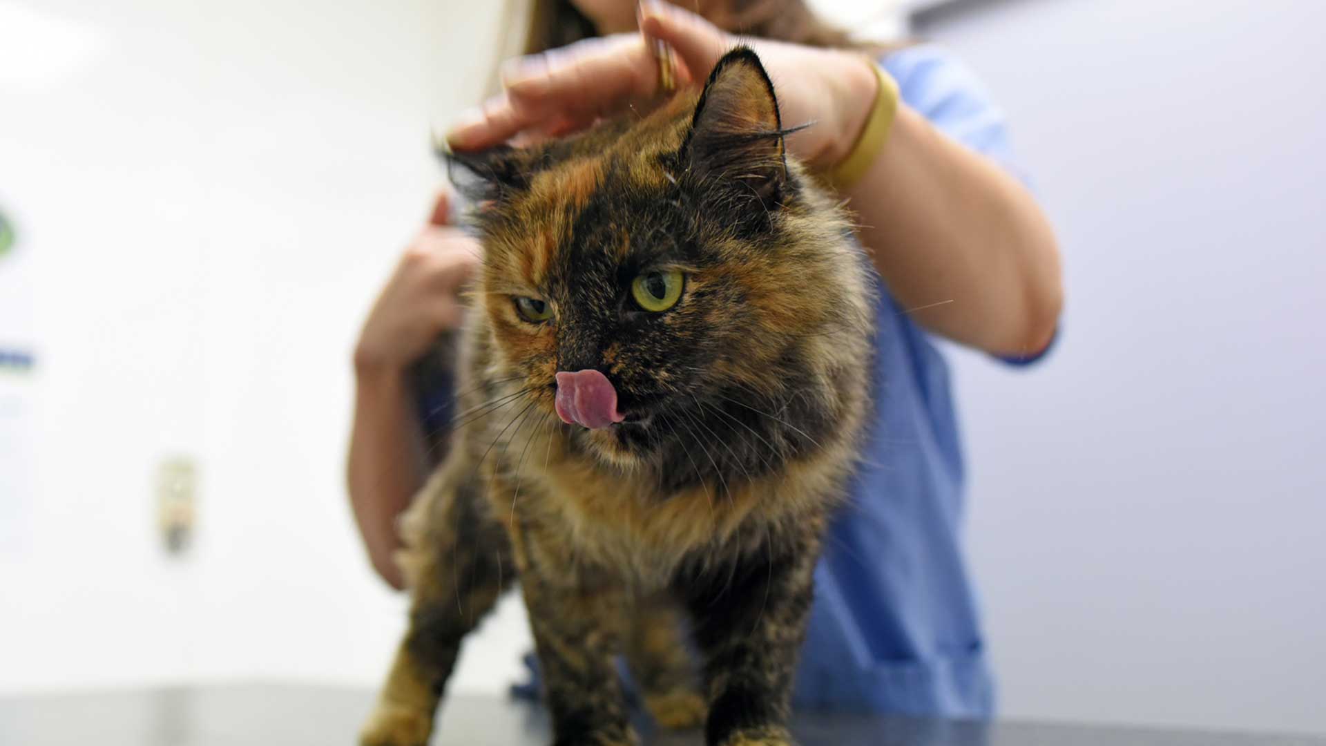 Idiopathic Sterile Cystitis | Veterinary Hospital Group