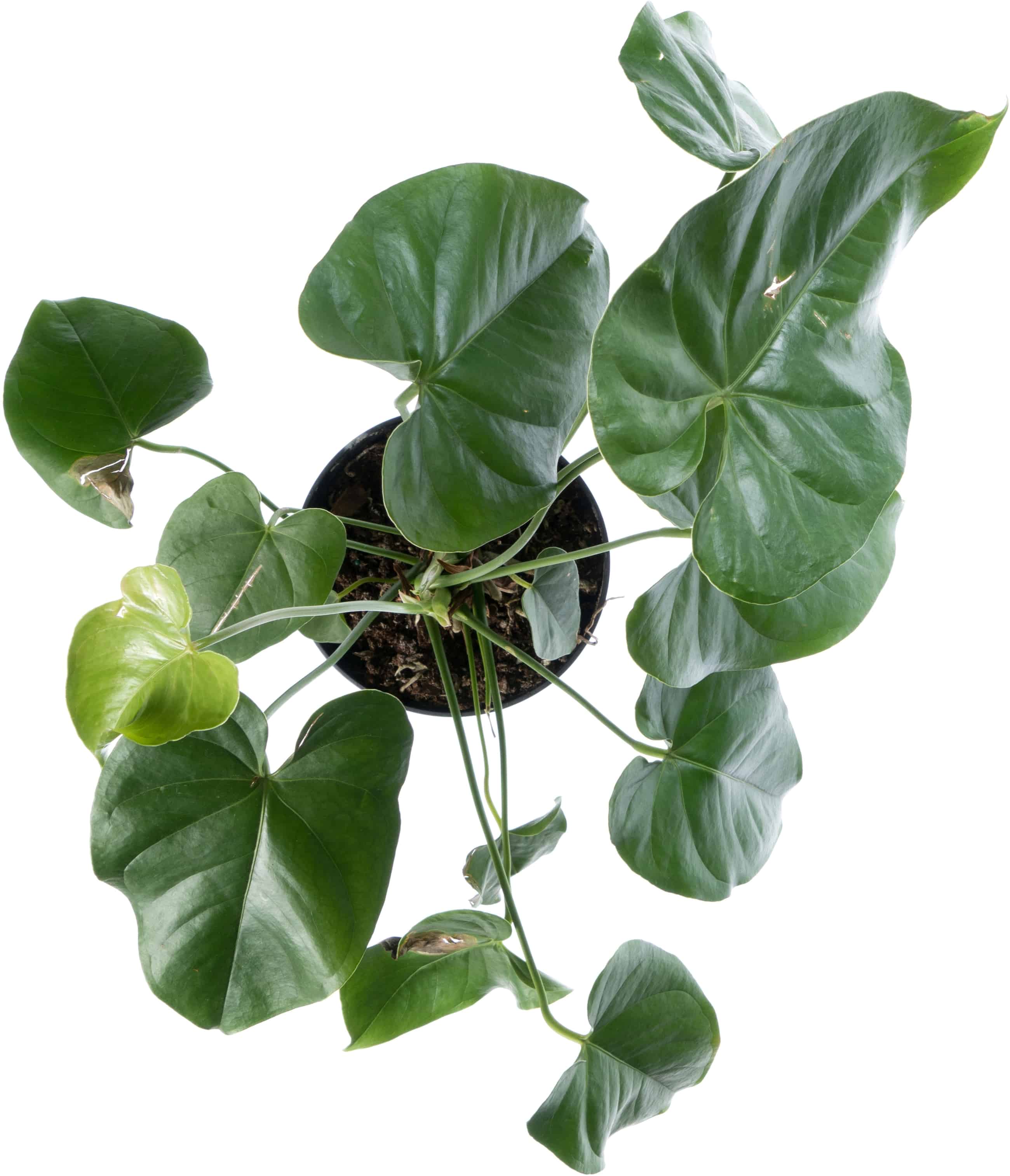 USPS Priority Mail Express | Pirate Ship