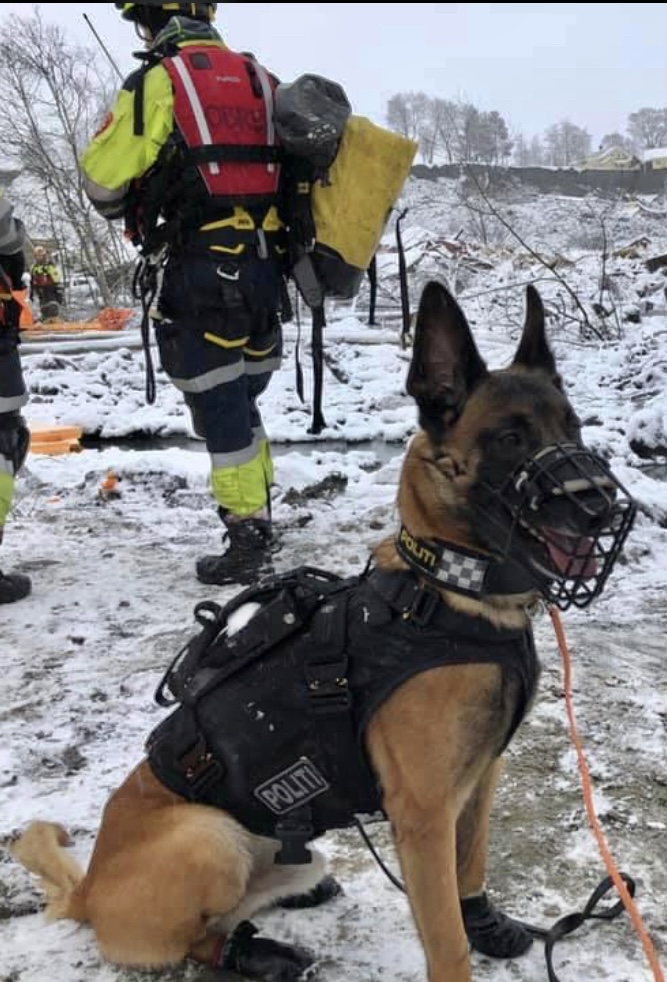 K - Kennel Brakeless