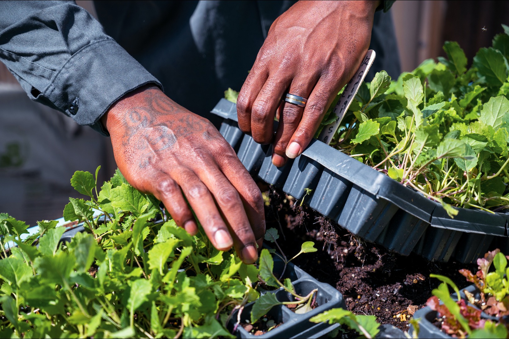True Leaf Market Microgreens Sale Purchase | www.oceanproperty.co.th