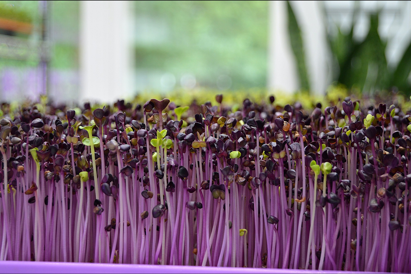 Microgreens Business: Starting Microgreens Business