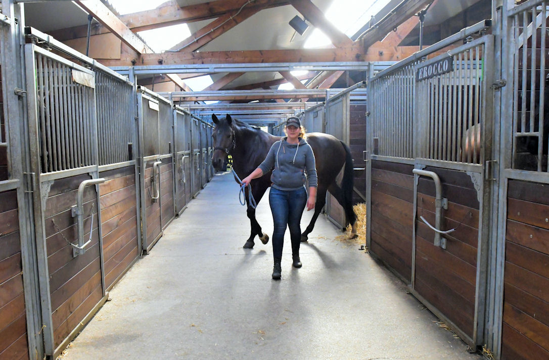 Manege de Prinsenstad | Manegepaarden & Pony's