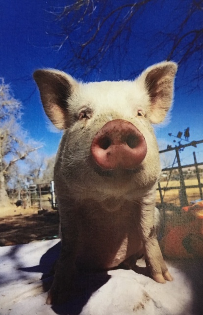 Boris the Painting Pig - Mar 07, 2020 - Mesquite Museum