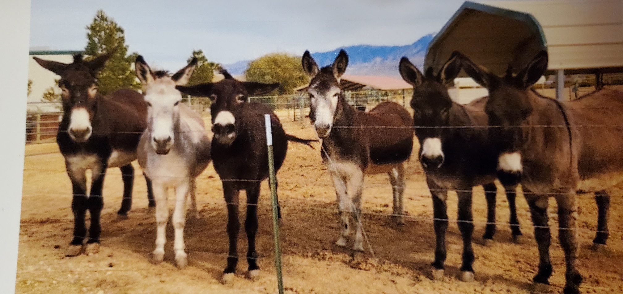Donkey Val-Equine's Day Event - Feb 11, 2023 - Donkey History Museum