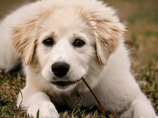 Great Pyrenees: Character, Health, Feeding, Price, and Care