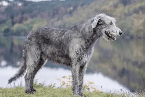 Irish Wolfhound: Character, Health, Feeding, Price, and Care