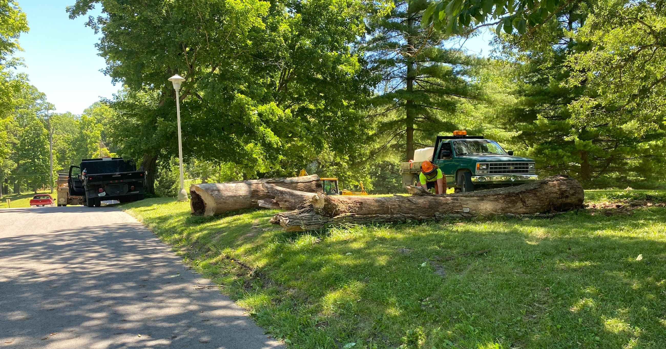 Parks Department Makes Trees a Priority | City of Richmond