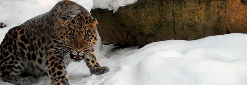 Russian spots AND stripes - News - Wild Life Vets International