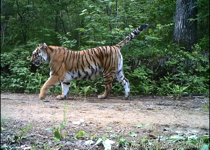 WCS Russia surveys Amur leopards and tigers in China - News - Wild Life ...