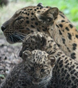 Progress towards Amur leopard Reintroduction - News - Wild Life Vets ...