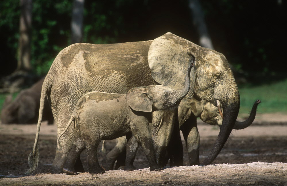 Learning about Elephant Disease - News - Wild Life Vets International