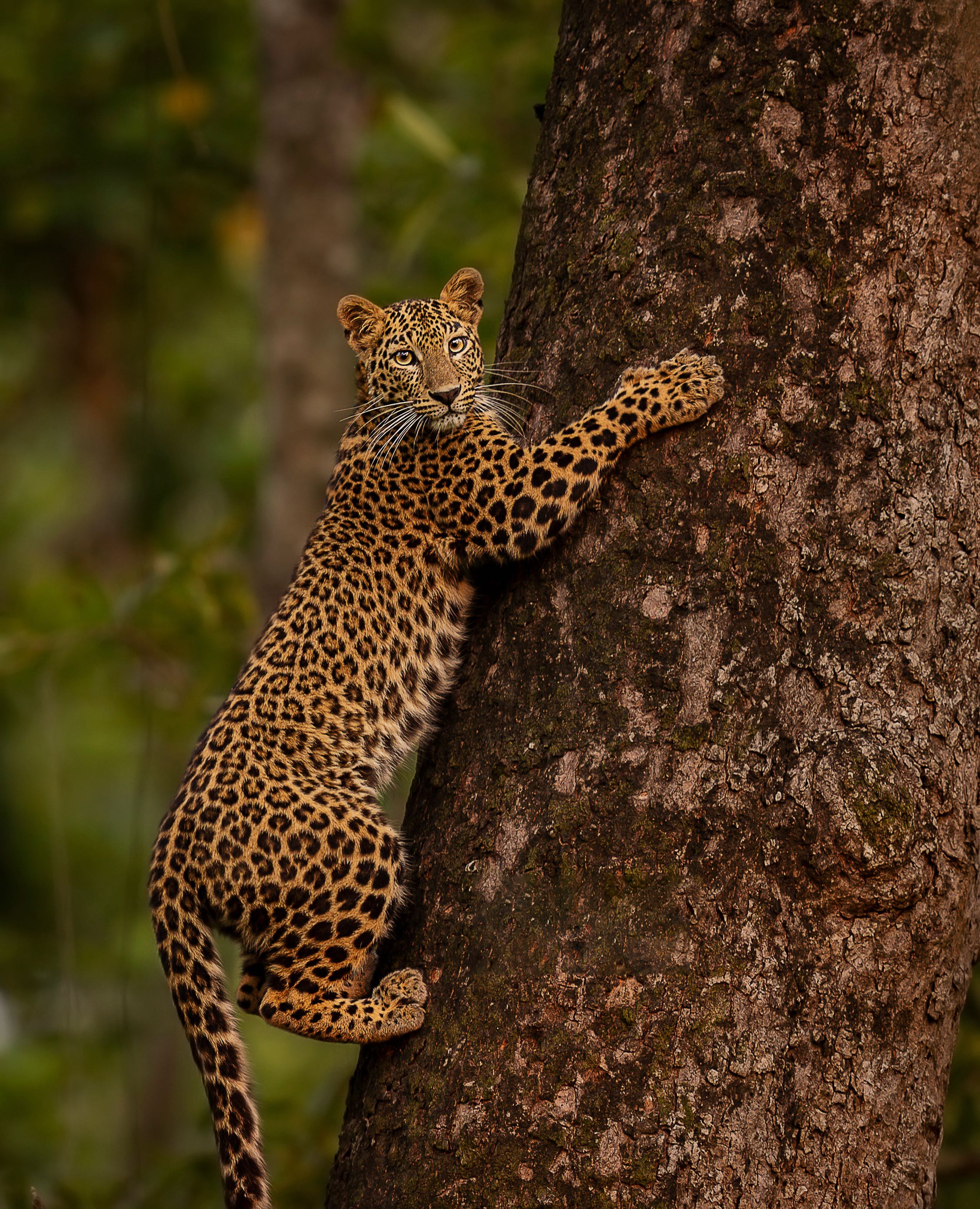 Leopards Behaving Badly - News - Wild Life Vets International