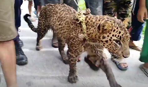 Mystery Leopard Disease - News - Wild Life Vets International