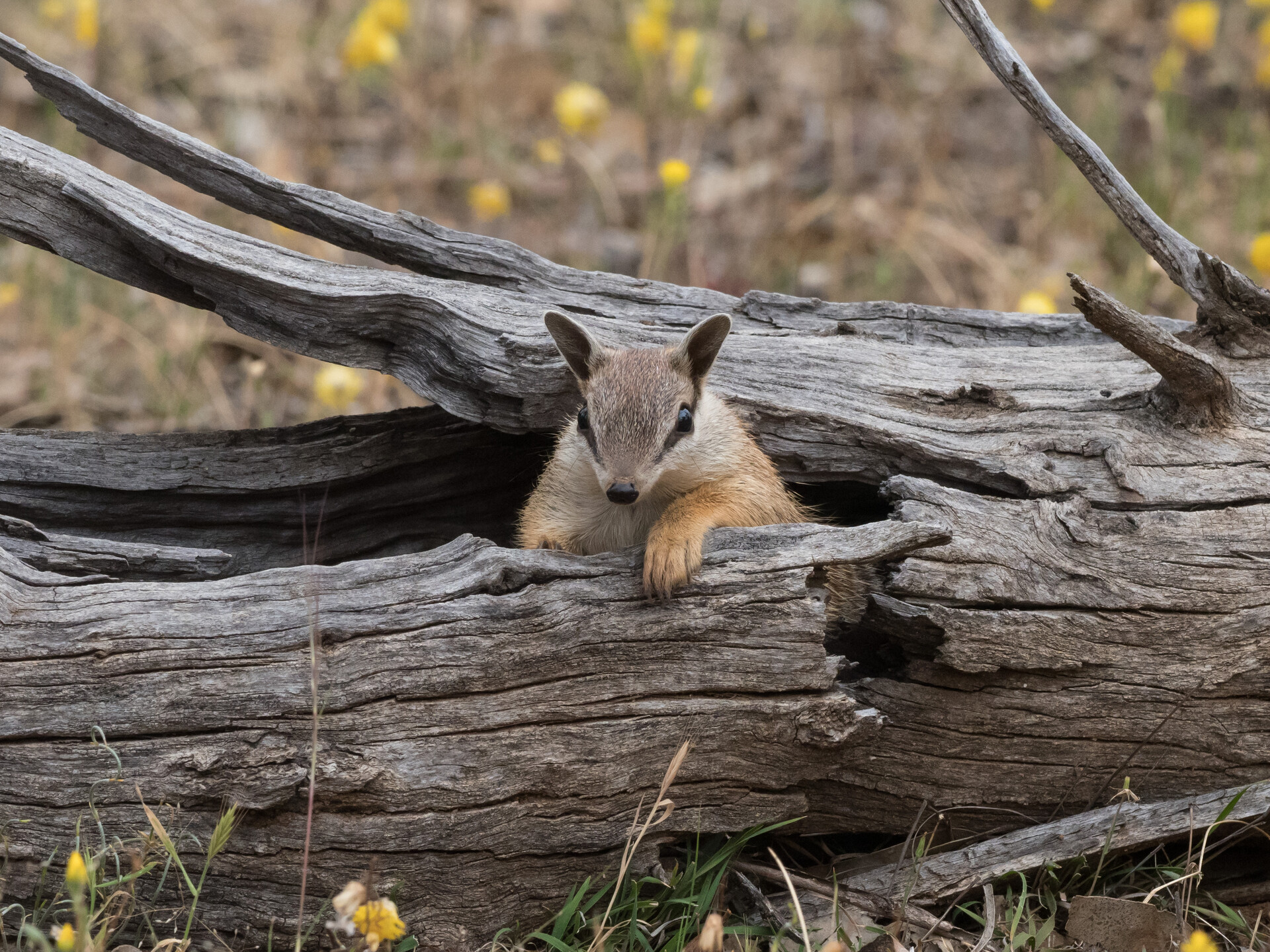 Numbat photos win special award - News - Wild Life Vets International
