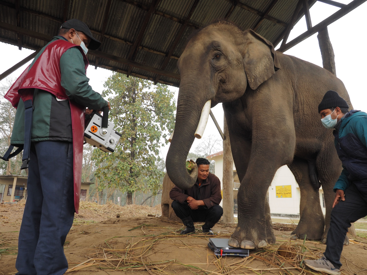 Treading Carefully... How to X-Ray an Elephant's Foot - News - Wild ...