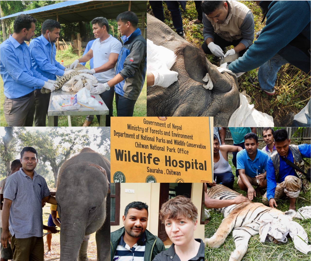 Welcoming Nepalese Wildlife Vet to the UK - News - Wild Life Vets ...